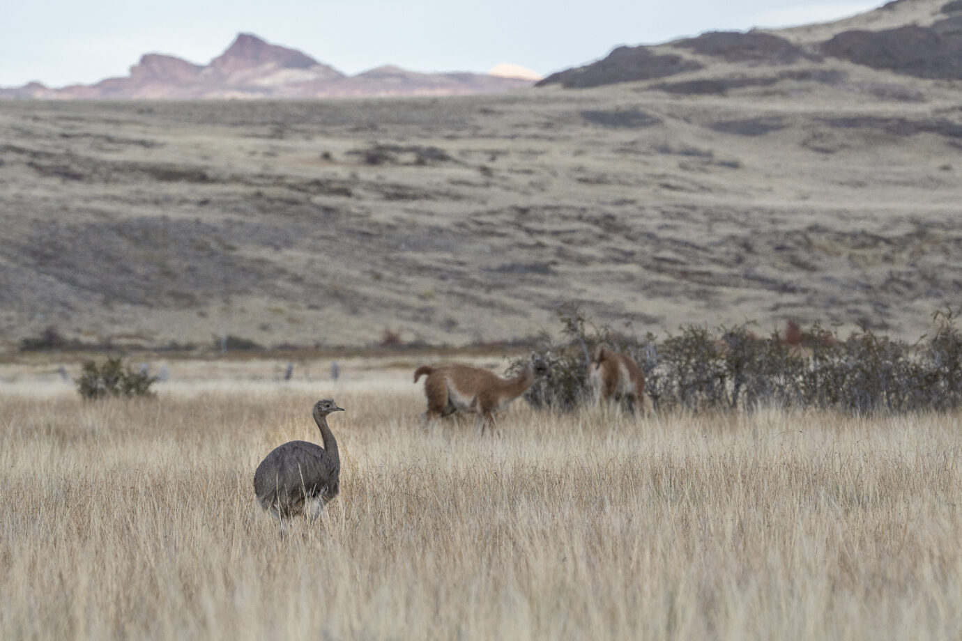 Recuperando al ñandú en la región de Aysén - Fundación Rewilding Chile