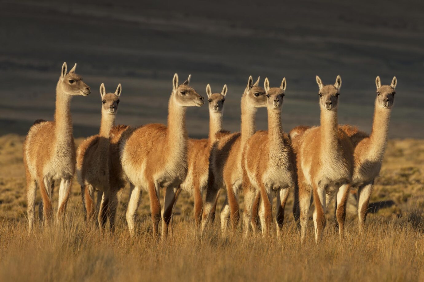 Restoring the Guanaco’s Habitat in Patagonia National Park - Fundación ...