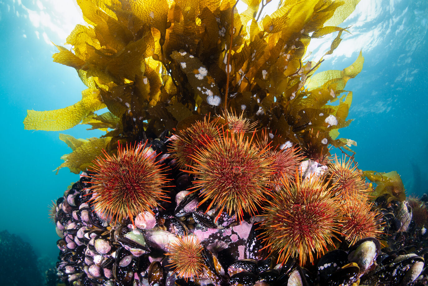 Marine Program - Fundación Rewilding Chile