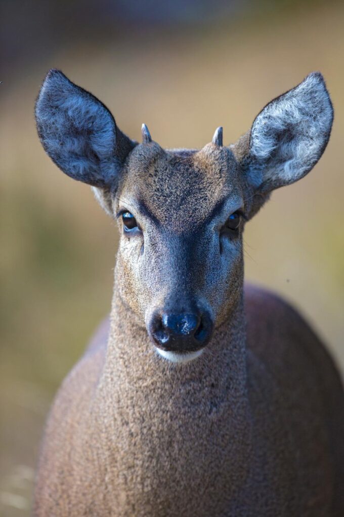 Huemul National Corridor - Fundación Rewilding Chile
