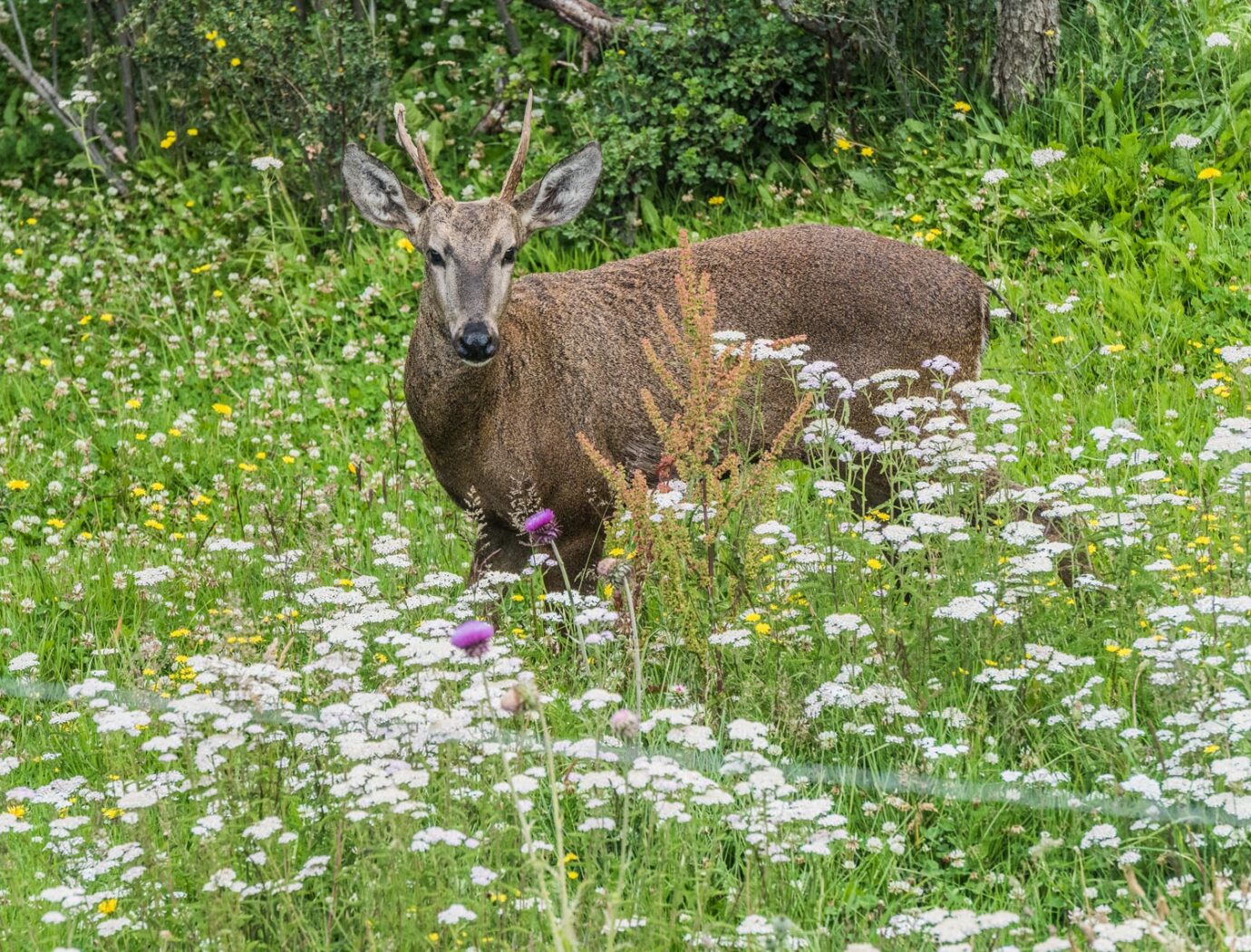 Huemul National Corridor - Fundación Rewilding Chile