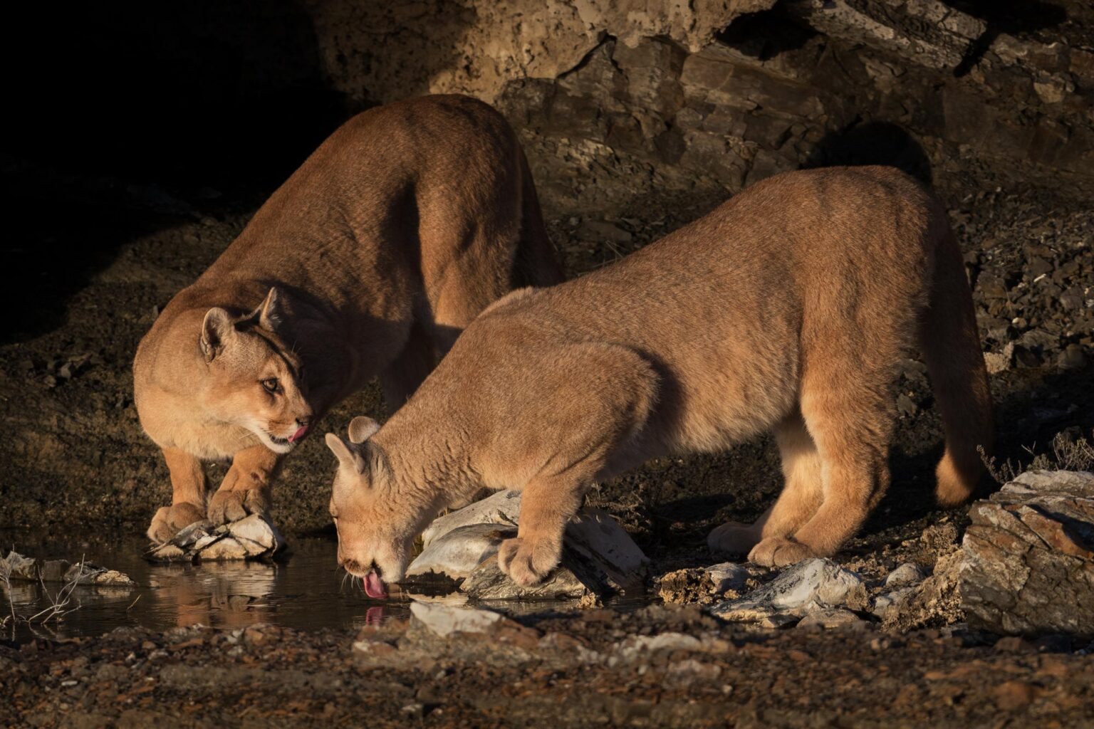 Monitoreo de pumas en el Parque Nacional Patagonia - Fundación ...