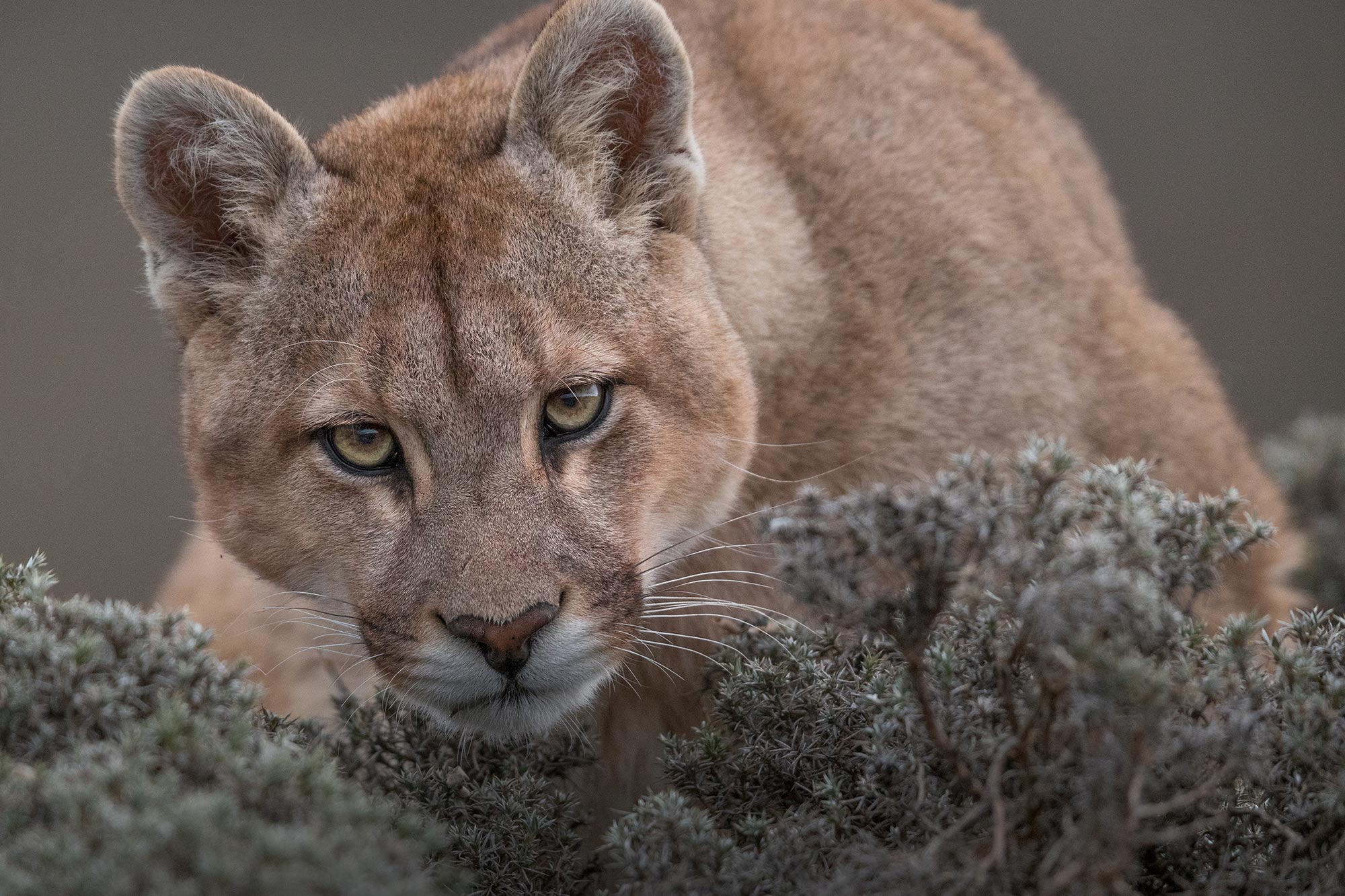 Monitoring Pumas in Patagonia National Park - Fundación Rewilding Chile