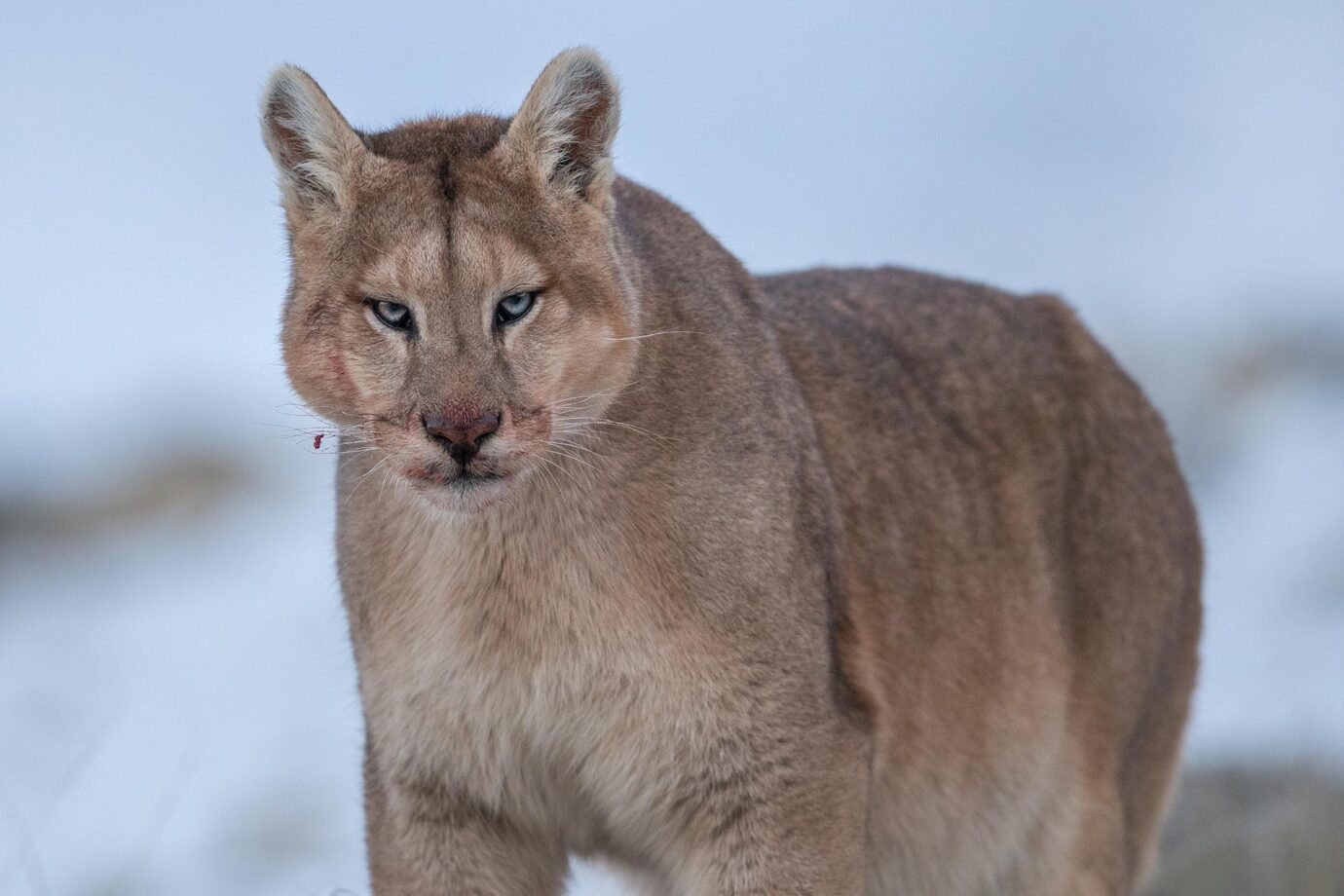 Monitoreo de pumas en el Parque Nacional Patagonia - Fundación ...