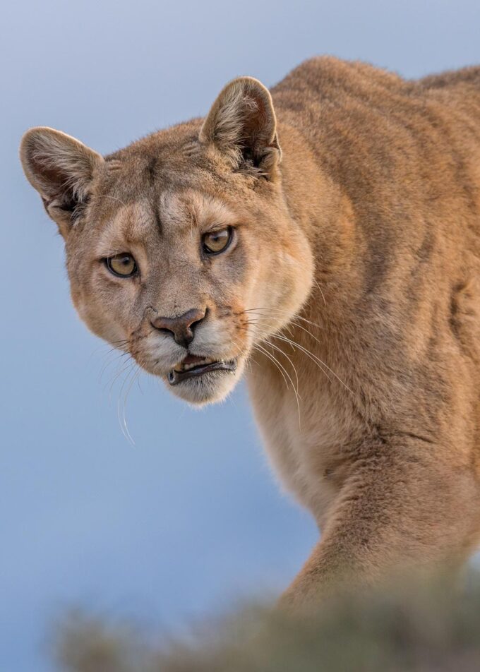 Monitoreo de pumas en el Parque Nacional Patagonia - Fundación ...