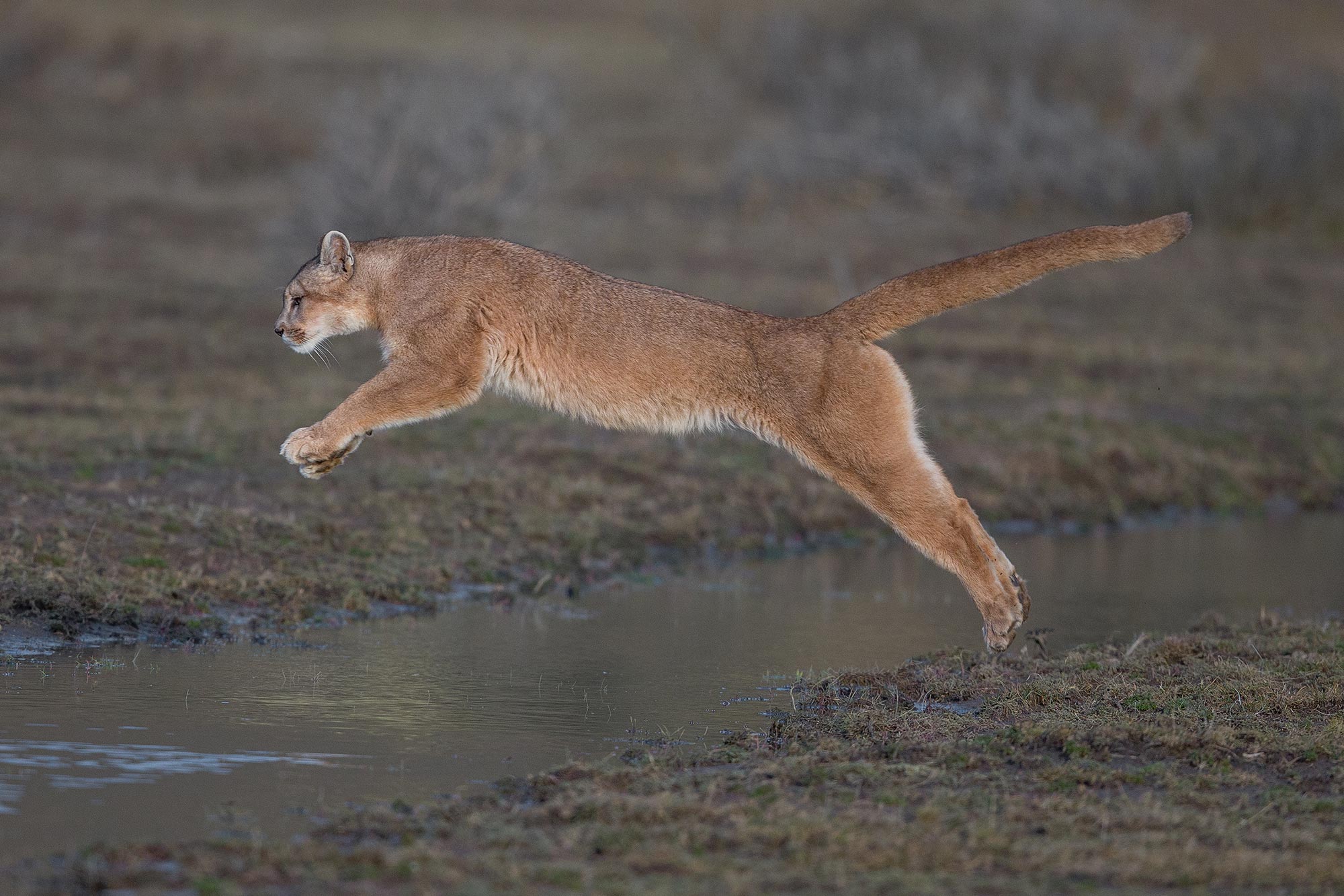 Monitoring Pumas in Patagonia National Park - Fundación Rewilding Chile