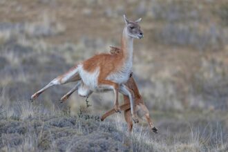 Monitoring Pumas in Patagonia National Park - Fundación Rewilding Chile
