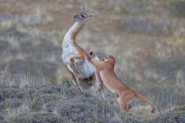 Monitoring Pumas in Patagonia National Park - Fundación Rewilding Chile