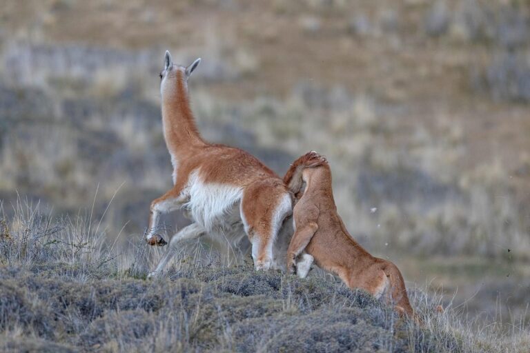 Monitoring Pumas in Patagonia National Park - Fundación Rewilding Chile
