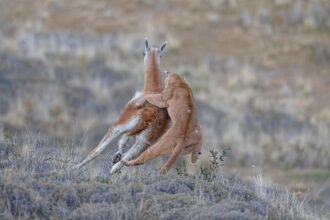 Monitoring Pumas in Patagonia National Park - Fundación Rewilding Chile