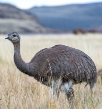 Restoring the Ñandú Population in Patagonia National Park - Fundación ...