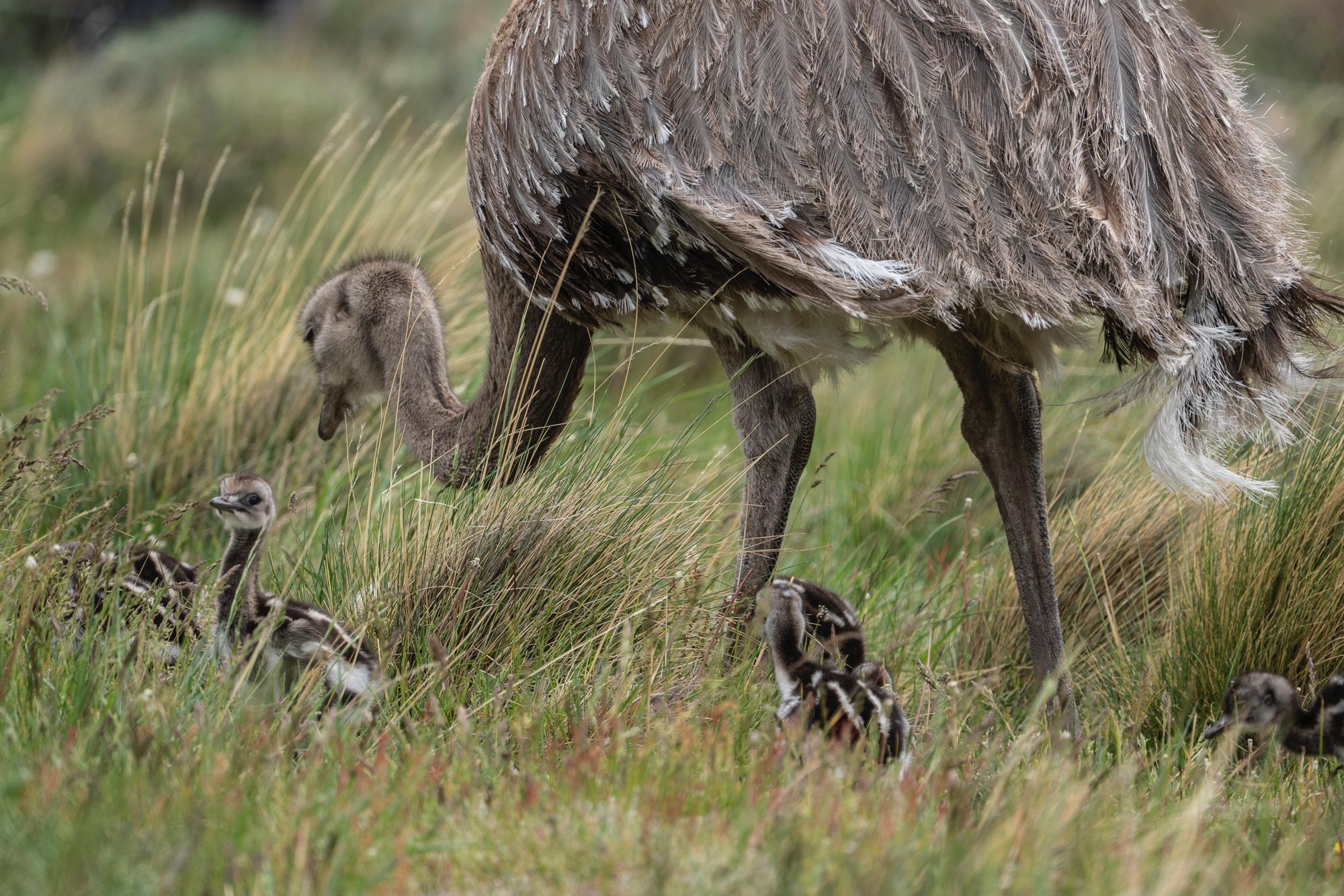 Restoring the Ñandú Population in Patagonia National Park - Fundación ...