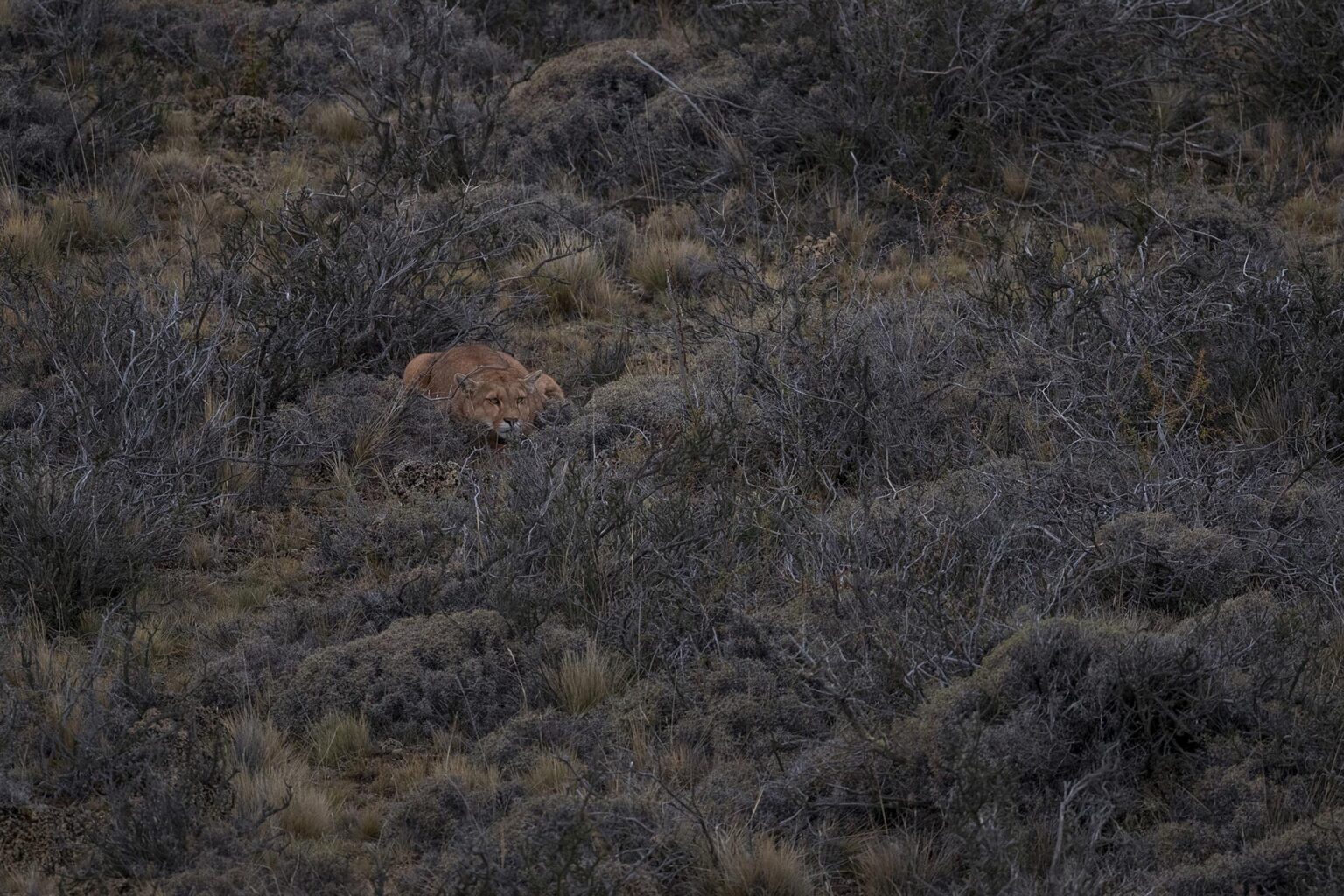 Monitoring Pumas in Patagonia National Park - Fundación Rewilding Chile