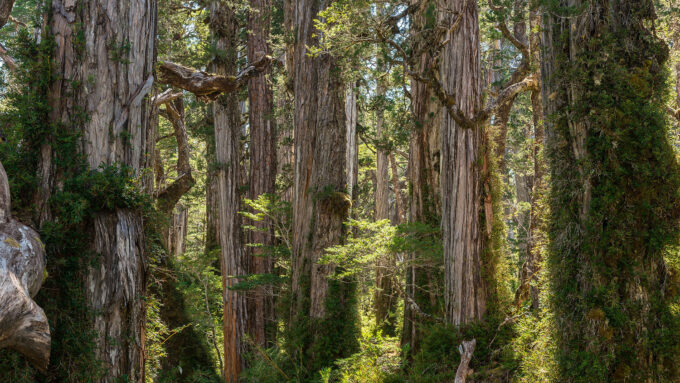 Parque Nacional Pumalín Douglas Tompkins - Fundación Rewilding Chile