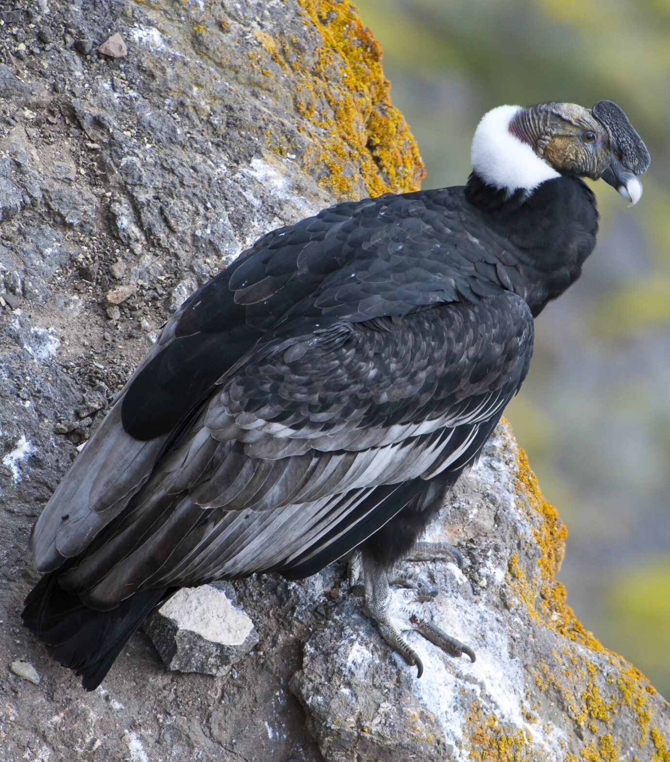 Liberando cóndores en el Parque Nacional Patagonia - Fundación ...