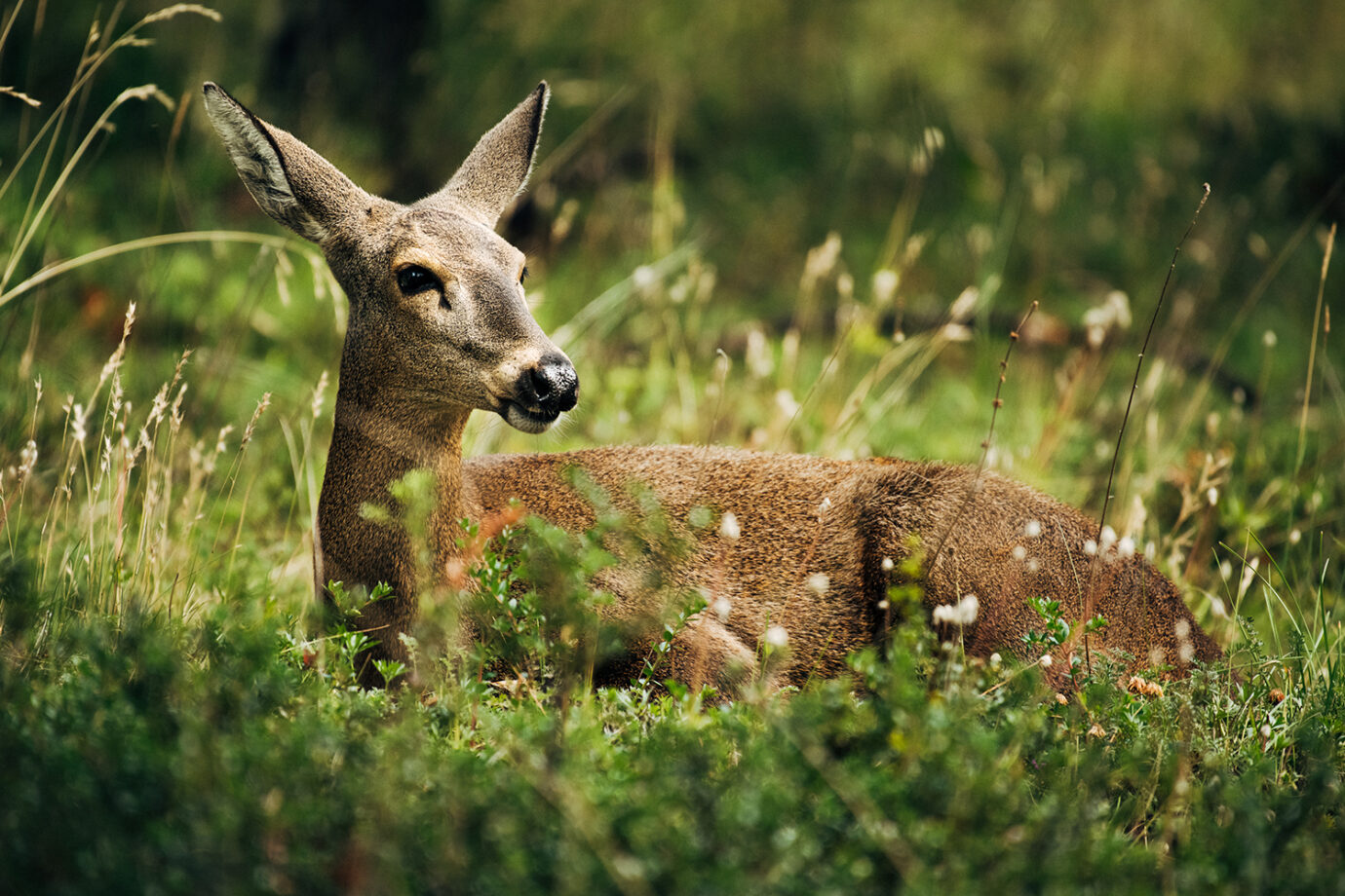 Huemul: keystone species for restoring the planet - Fundación Rewilding ...