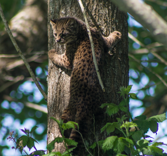 Monitoreo de gatos silvestres - Fundación Rewilding Chile