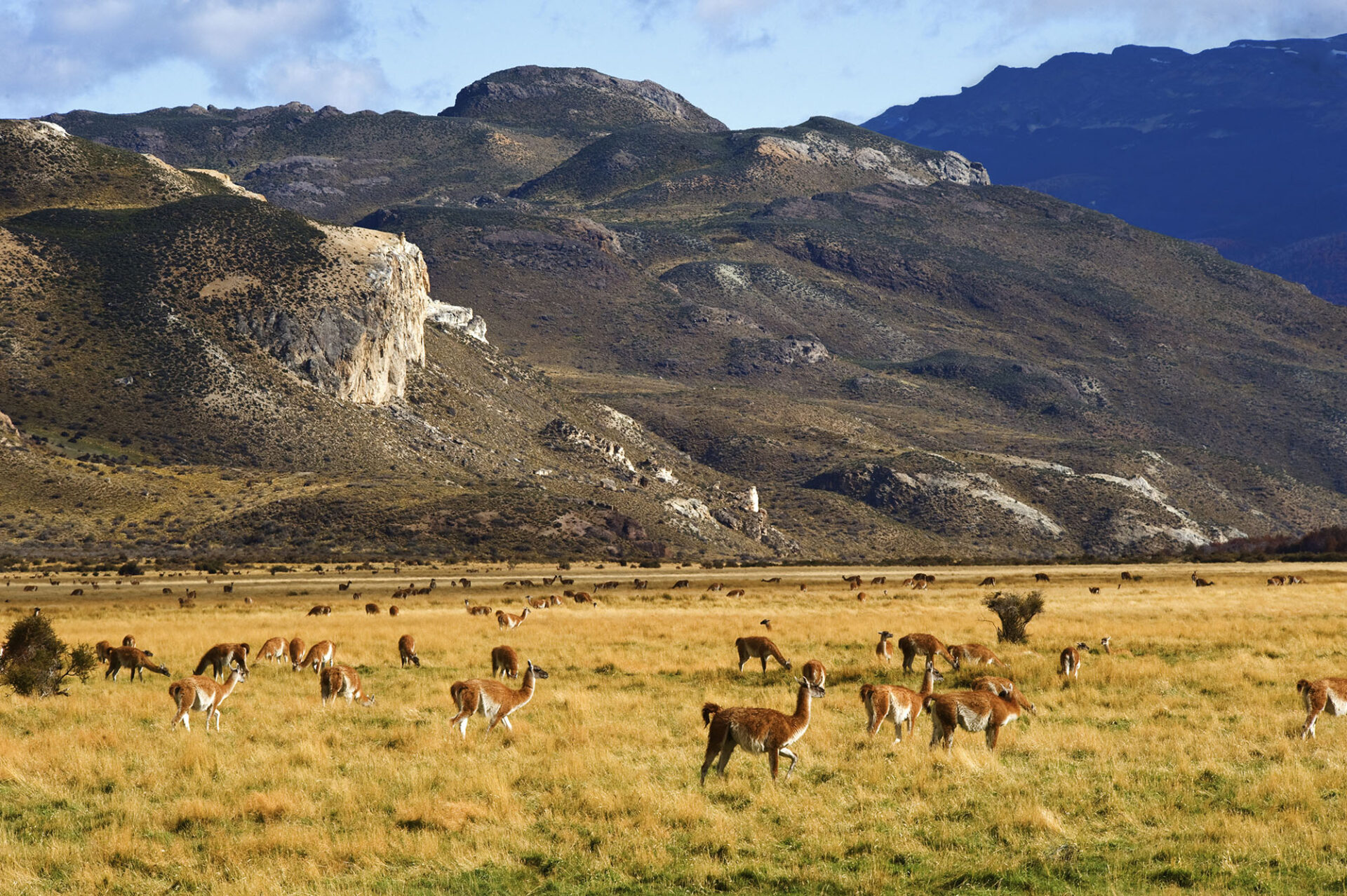 El huemul, una especie clave para restaurar el planeta - Fundación ...