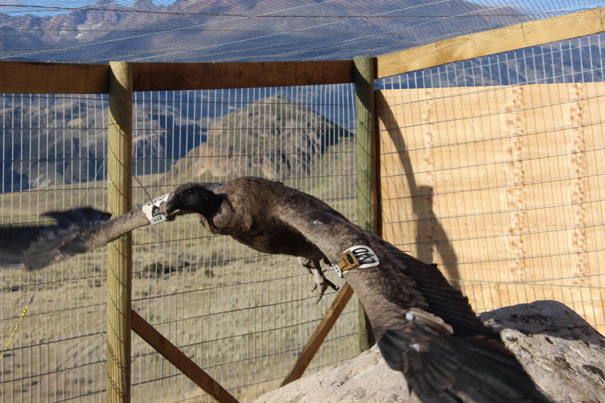 Rehabilitated Andean condors released in Patagonia National Park ...