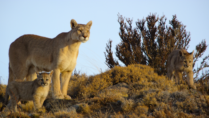 Chilean national parks featured in Netflix documentary series narrated ...