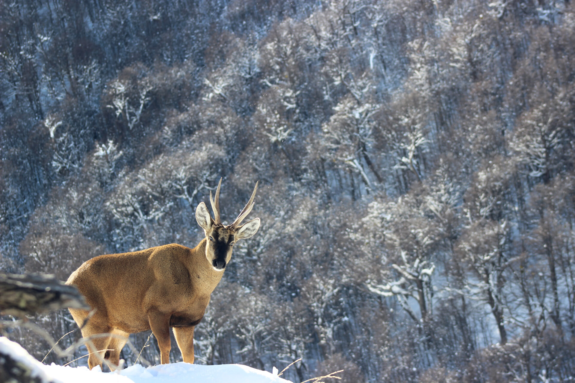 El huemul, una especie clave para restaurar el planeta - Fundación ...