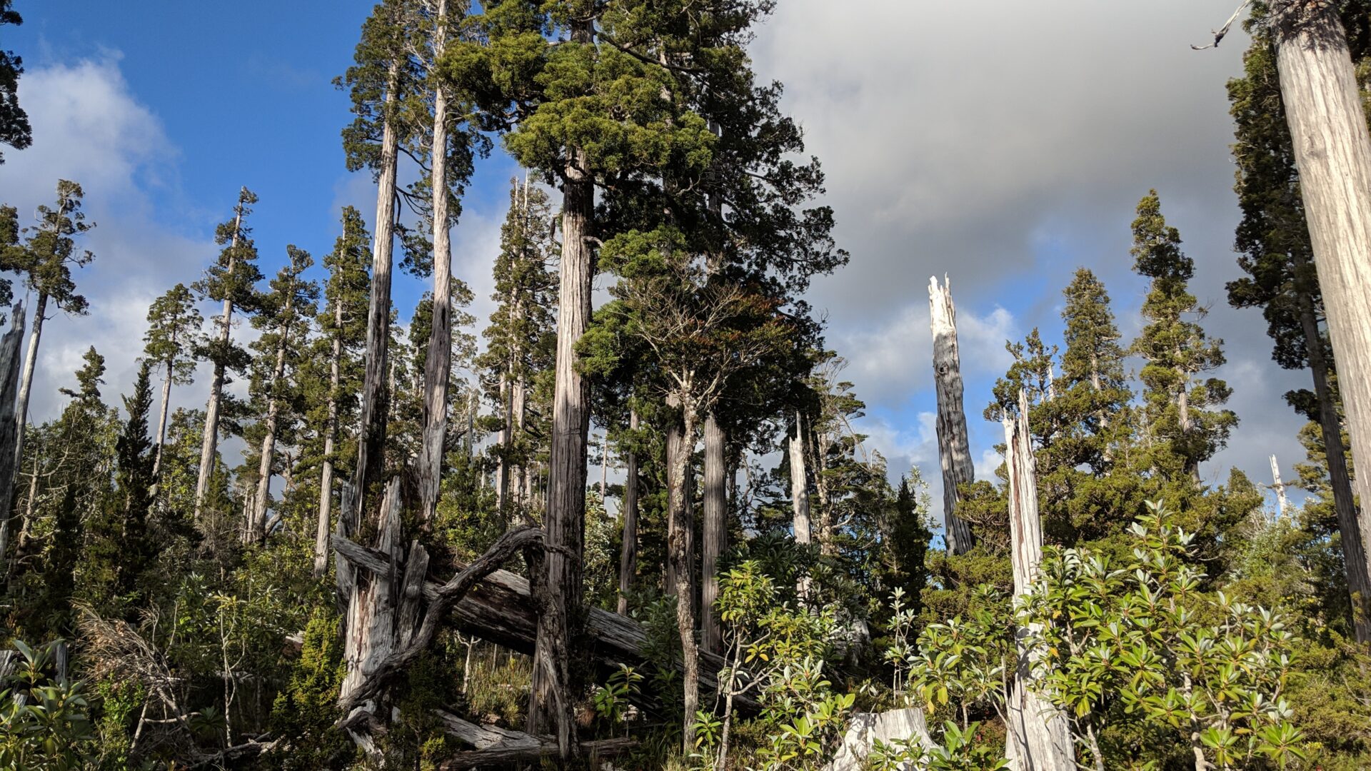 La urgente conservación del cóndor andino - Fundación Rewilding Chile