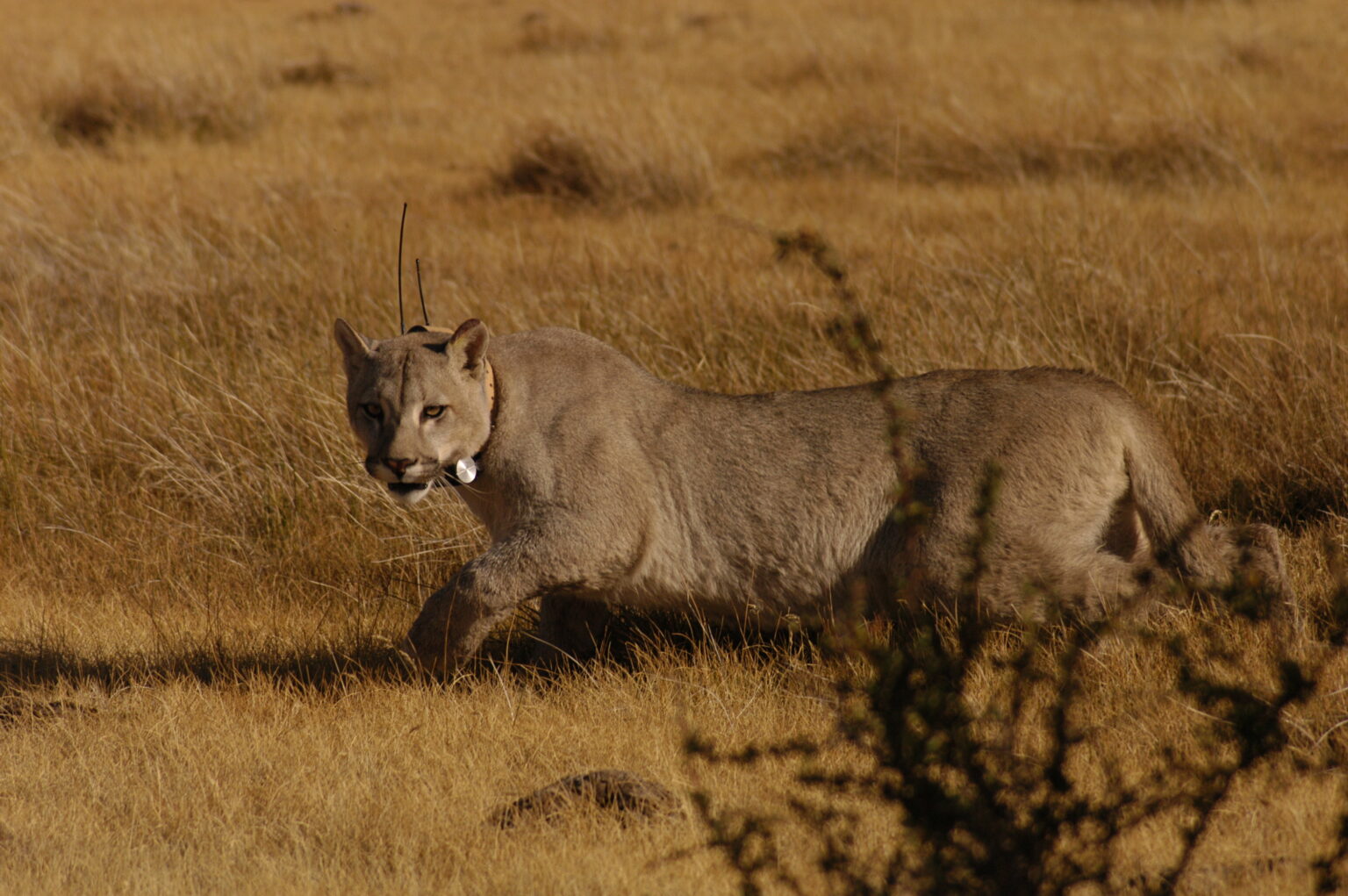 Rewild the Planet - Fundación Rewilding Chile