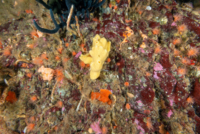 New marine expedition: exploring the waters of the end of the world ...