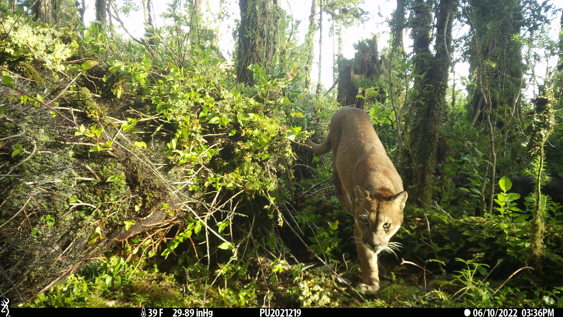 Fundación Rewilding Chile - The Legacy of Tompkins Conservation