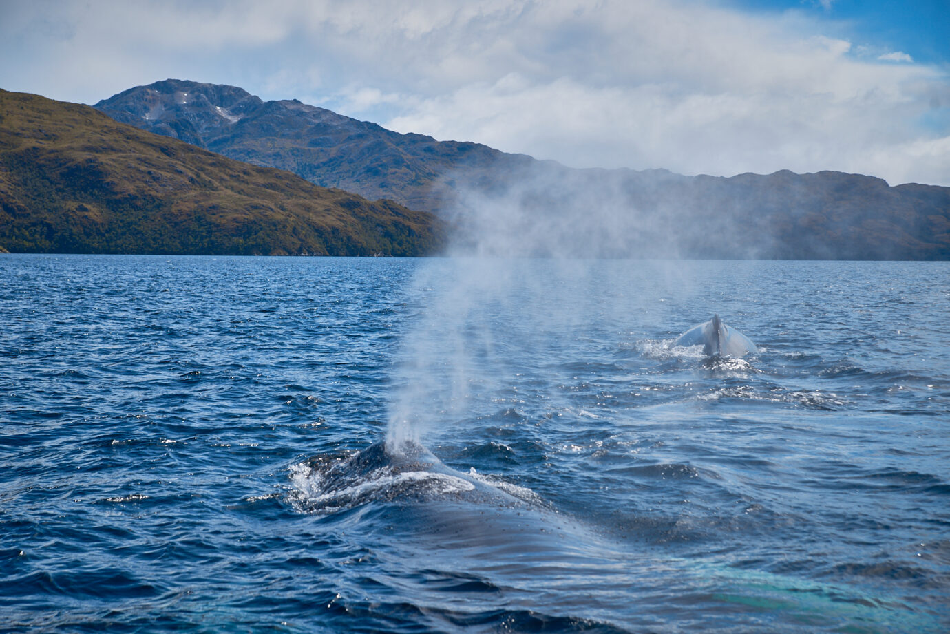 Cape Froward National Park Project - Fundación Rewilding Chile