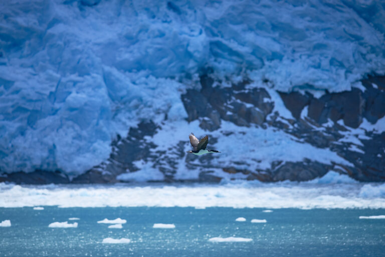 Cape Froward National Park Project - Fundación Rewilding Chile