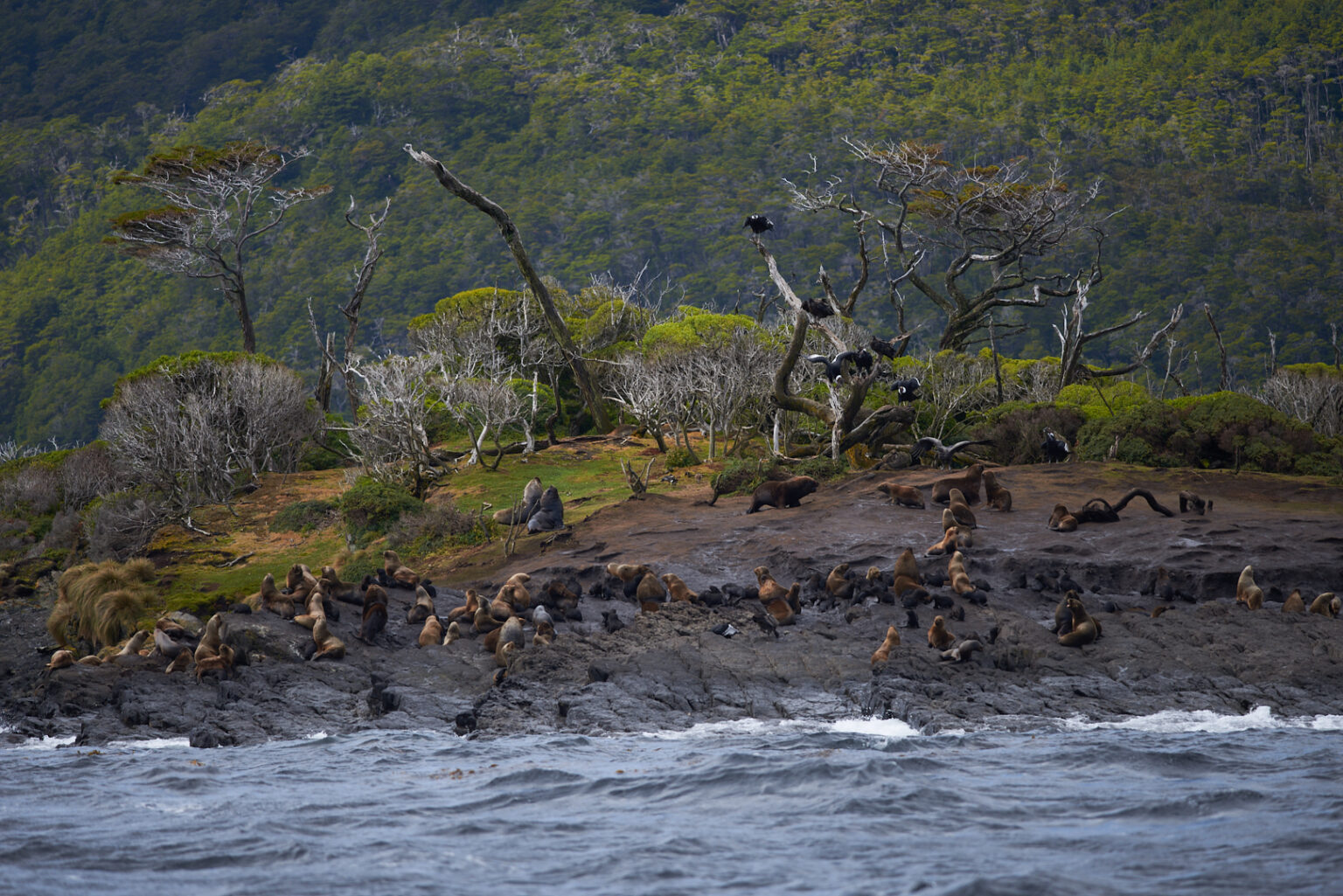 Proyecto Parque Nacional en Cabo Froward - Fundación Rewilding Chile