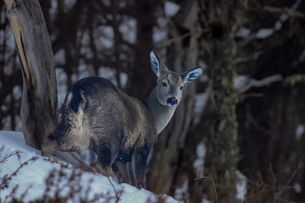 The New Chilean Huemul Corridor: Saving a Species on the Brink ...