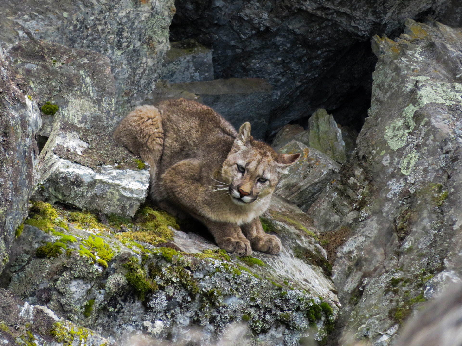 Fundación Rewilding Chile - El Legado de Tompkins Conservation