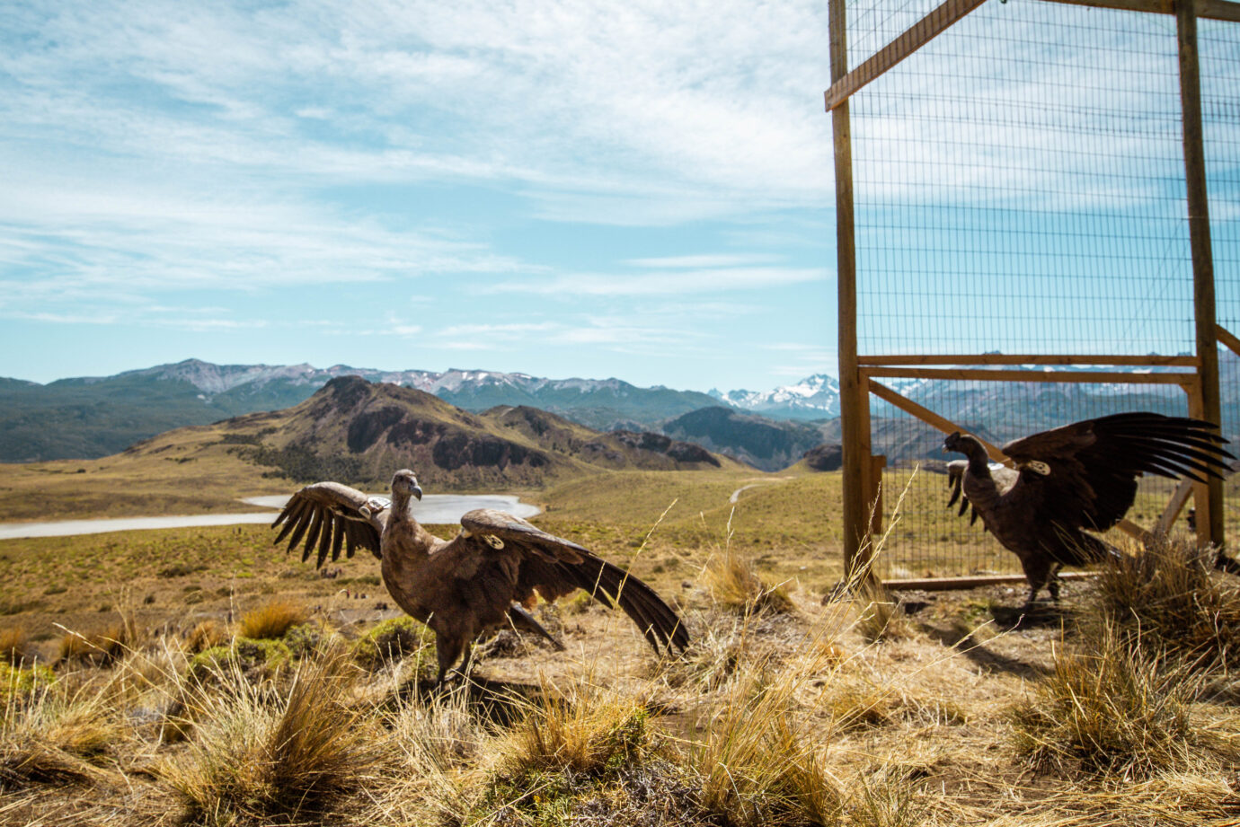 Freed Andean condors to provide a window into wild behavior in pristine ...