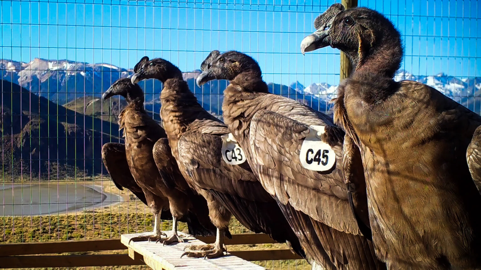 Condors in the wild: Satellite tracking reveals secrets of their ...