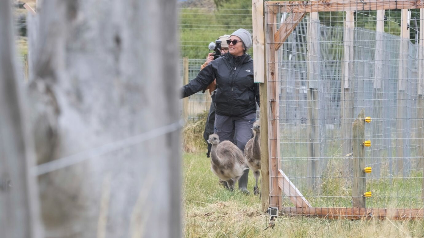 Recovering the rhea in Patagonia National Park: 10 years of ...
