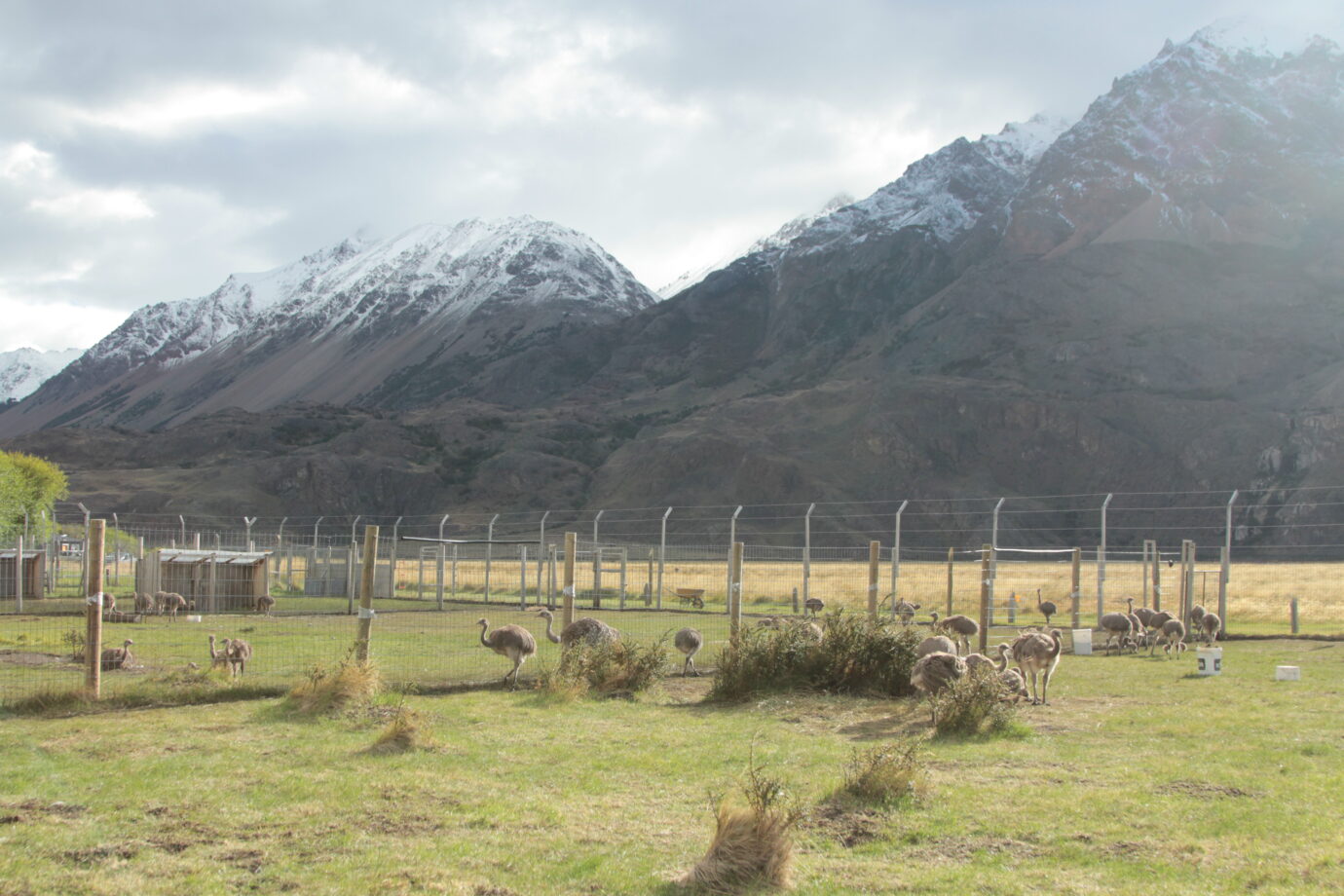 Recovering the rhea in Patagonia National Park: 10 years of ...