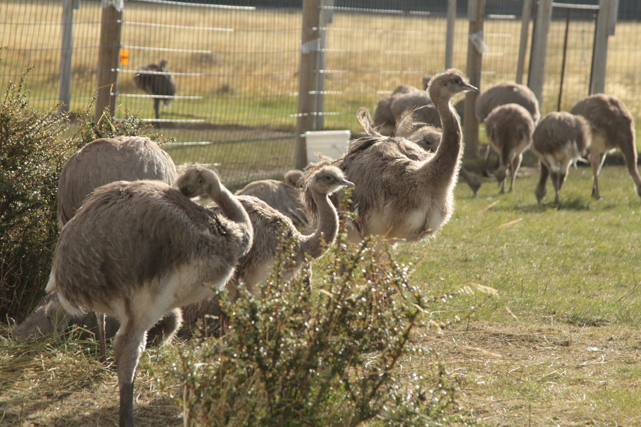Recovering the rhea in Patagonia National Park: 10 years of ...