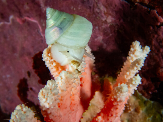 The discovery of rare red hydrocorals forests offers new insight into ...