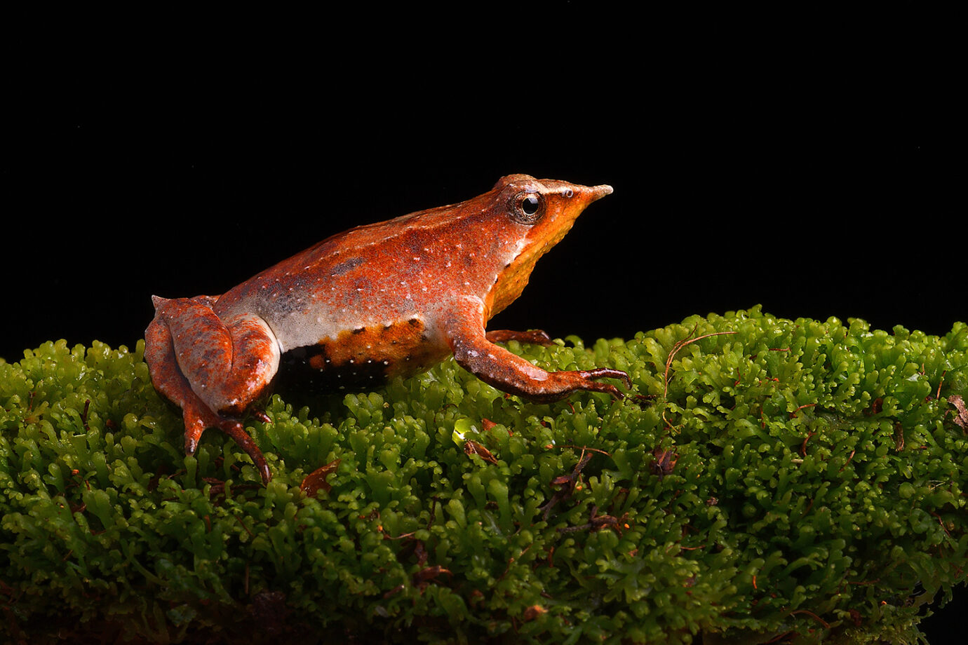 Ranita de Darwin - Fundación Rewilding Chile
