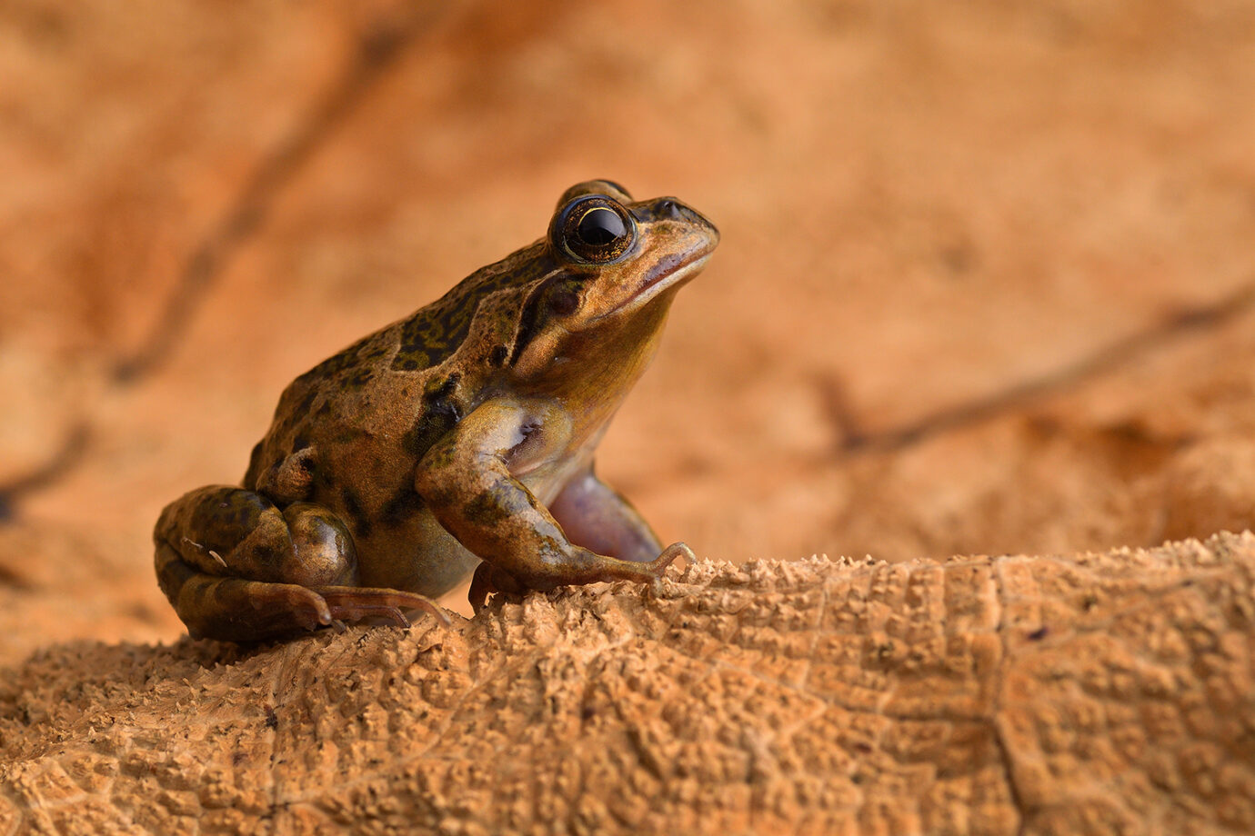 Ranita de Darwin - Fundación Rewilding Chile