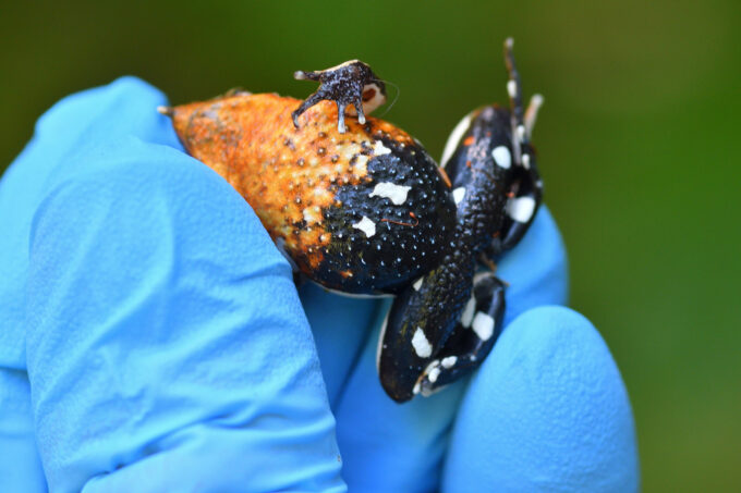 Darwin’s Frog - Fundación Rewilding Chile