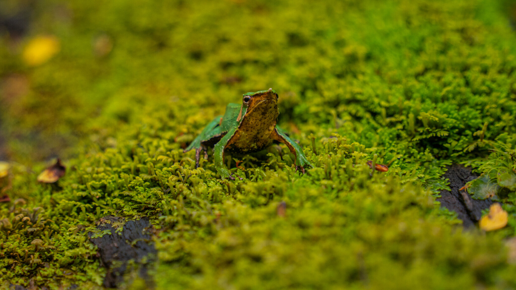 Ranita de Darwin - Fundación Rewilding Chile