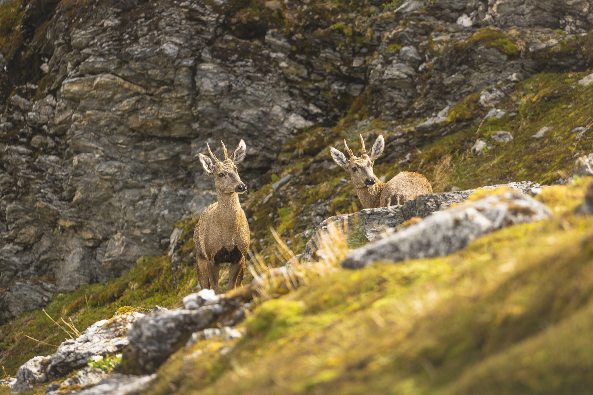 Rare Andean deer found in an unexplored pocket of Patagonia - Fundación ...