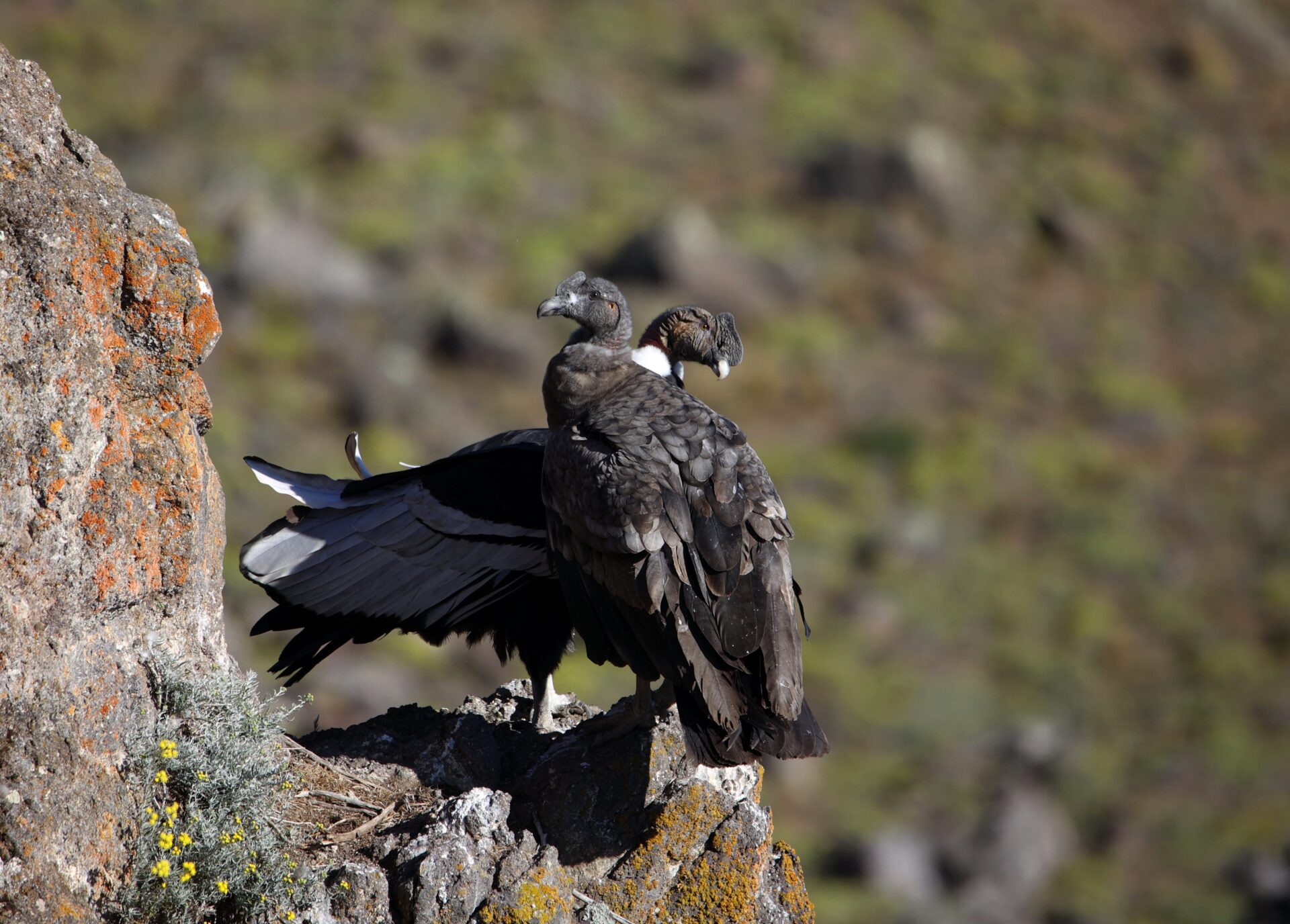 Condors in the wild: Satellite tracking reveals secrets of their ...