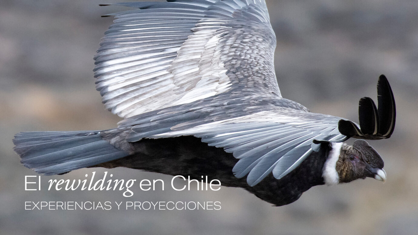 Rewilding Chile leads seminar to chart the future of species recovery ...