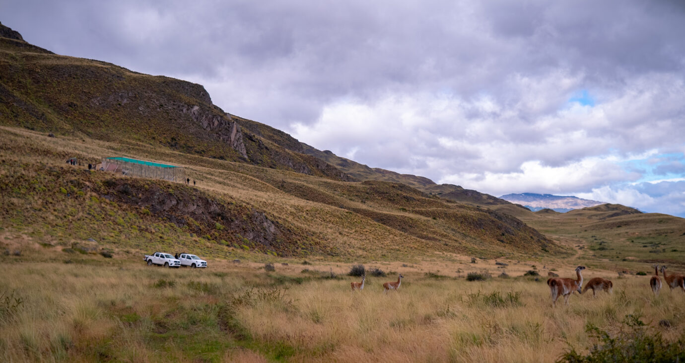 Project Manku releases three new Andean condors in Patagonia National ...